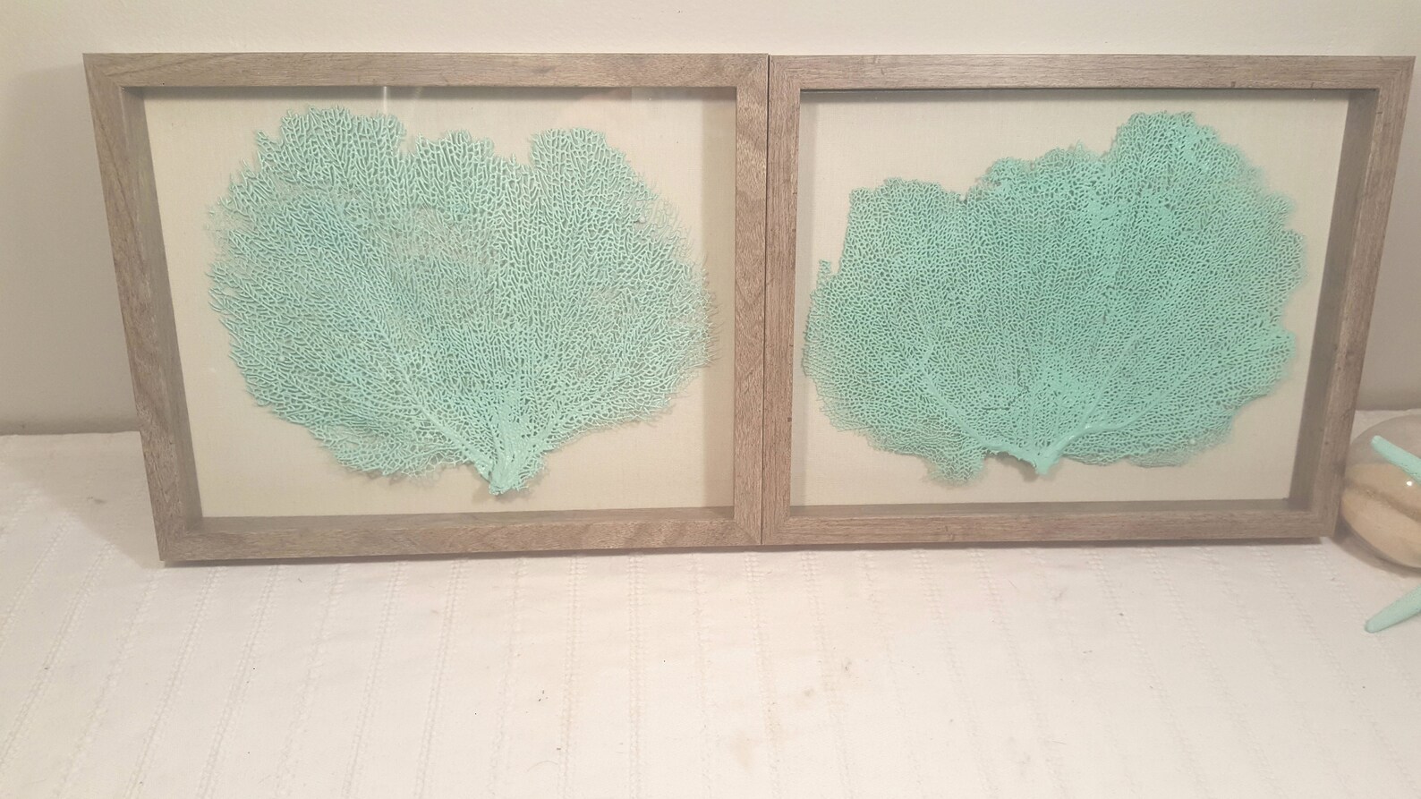Set of 2 Framed Sea Fans Sea Foam Sea Fans Sea Fan Decor | Etsy
