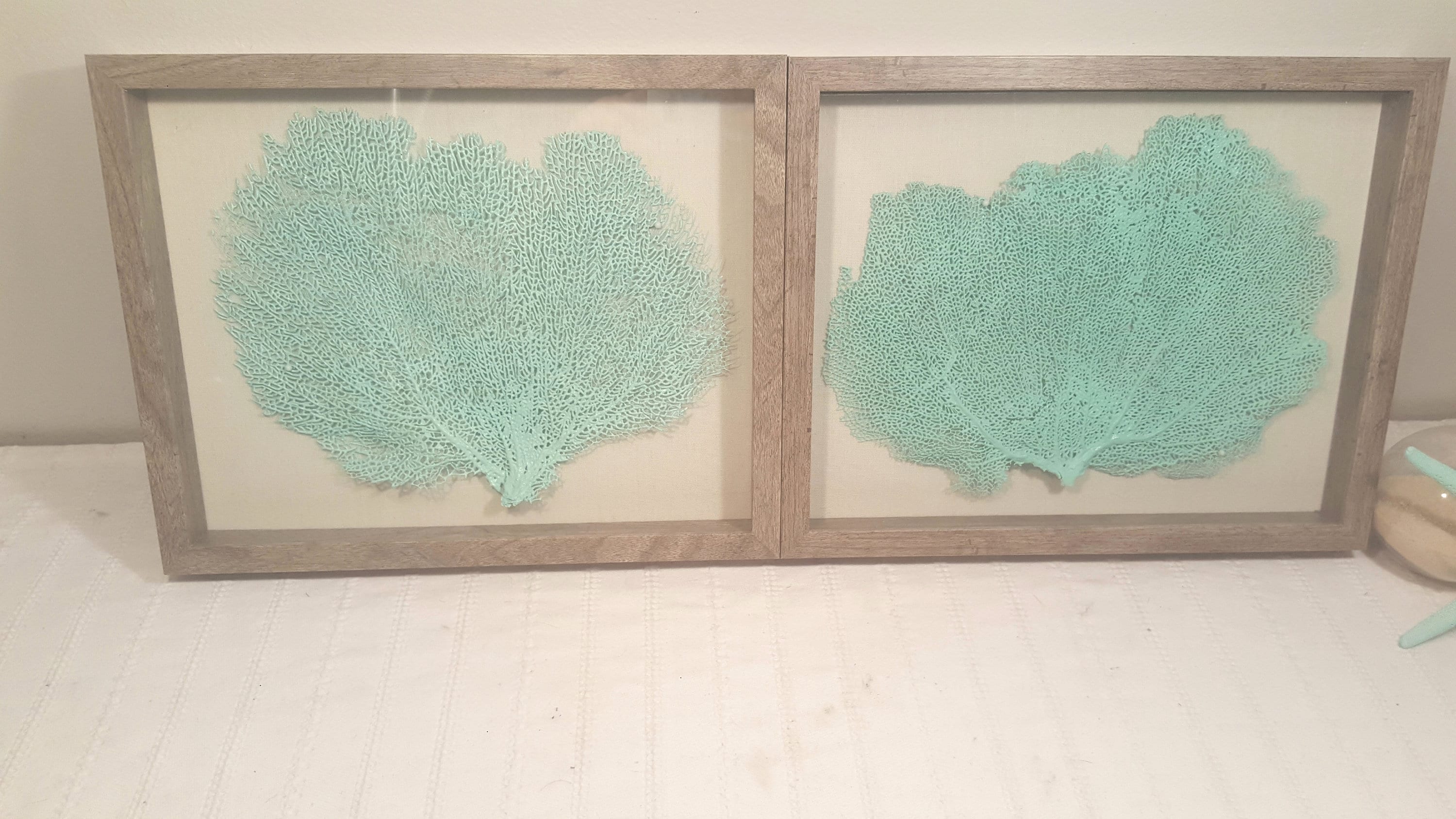 Framed Sea Foam Sea Fan Shadowbox, Coastal Beach Decor, Set of 2 - Etsy