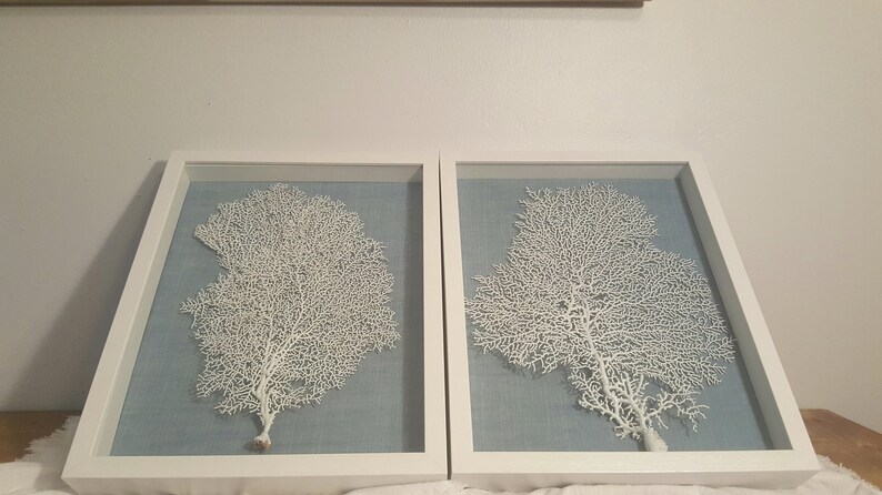 Set of 2 Framed Sea Fans White Sea Fans Sea Fan Art Sea Fan - Etsy