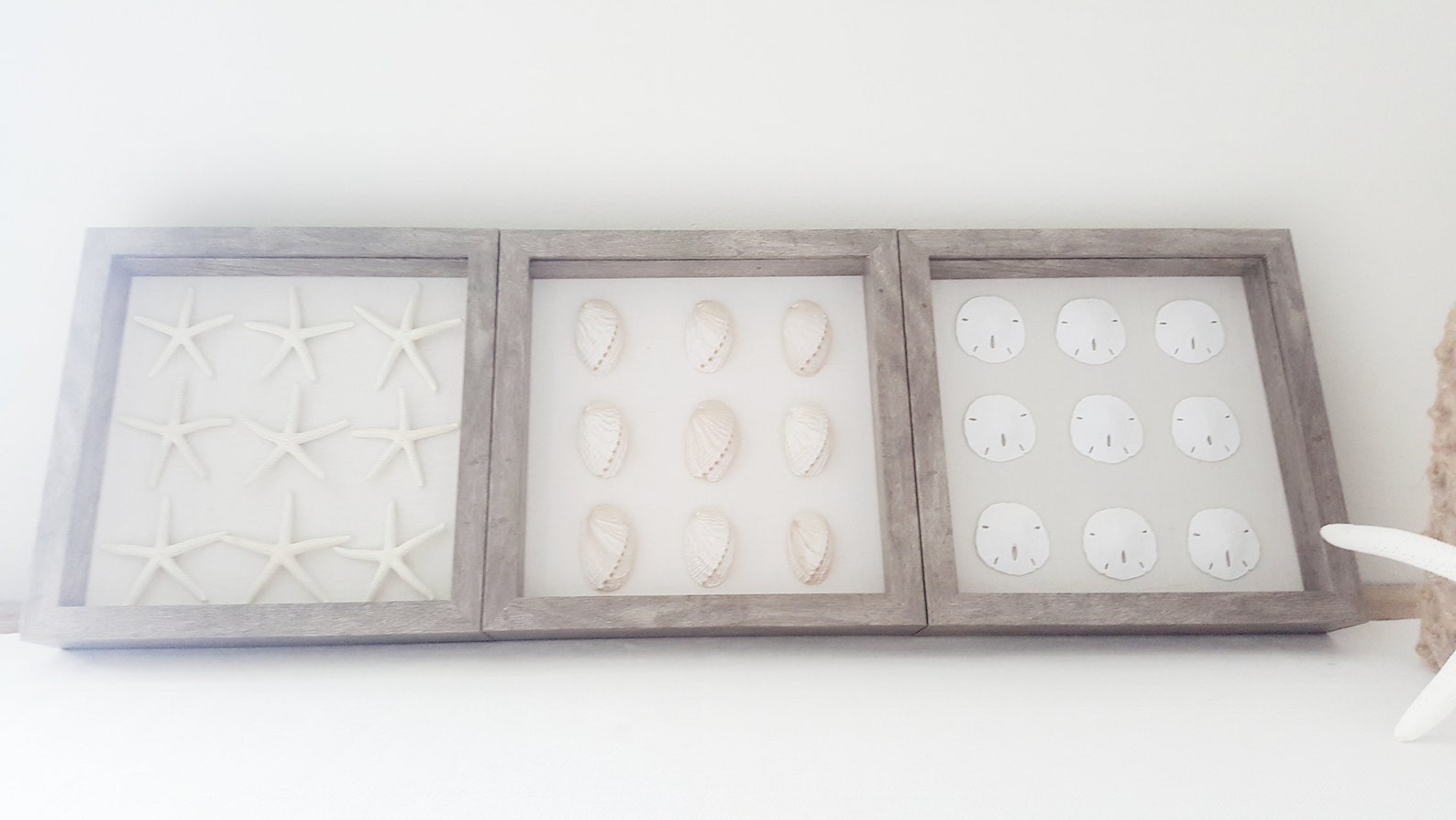 Set of 3 Framed Seashells Framed Sand Dollar Framed Star - Etsy