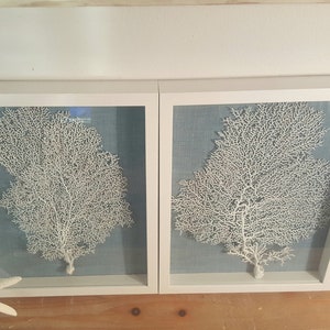 Set of 2 Framed Sea Fans White Sea Fans Sea Fan Art Sea Fan - Etsy