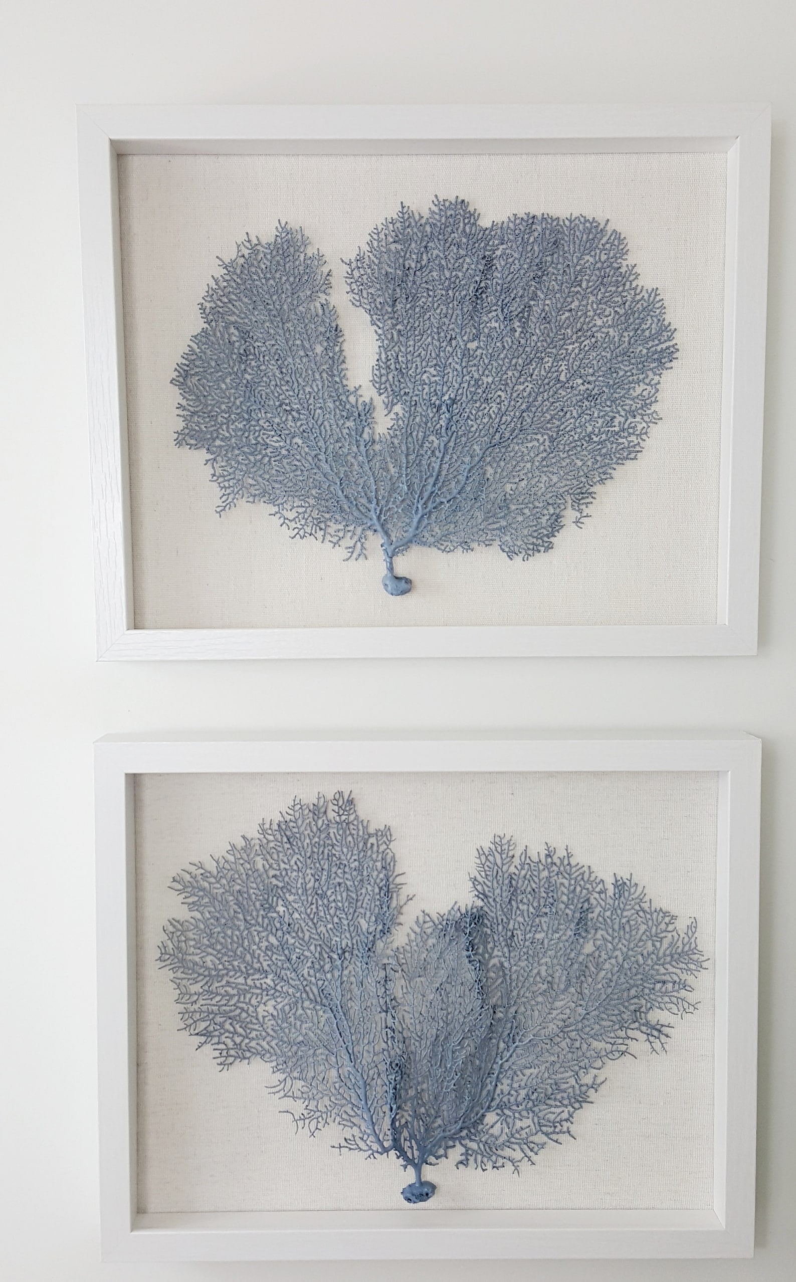 Set of 2 Framed Sea Fans, Sea Fan Art, Sea Fan Decor, Sea Coral, Sea ...