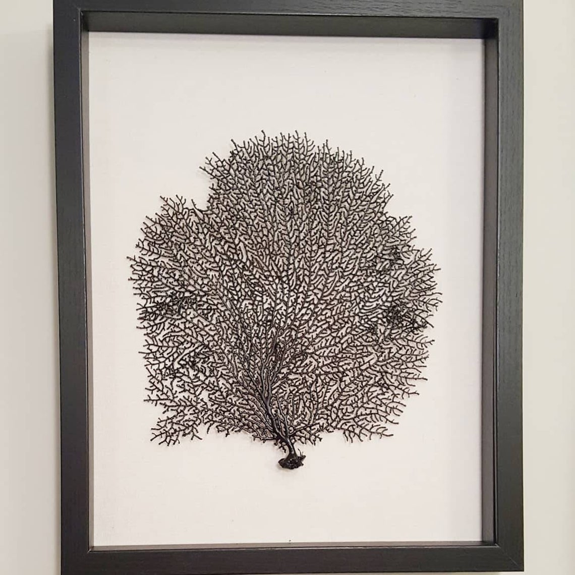 Set of 3 Framed Sea Fansblack Sea Fans Sea Fan Decor Sea | Etsy