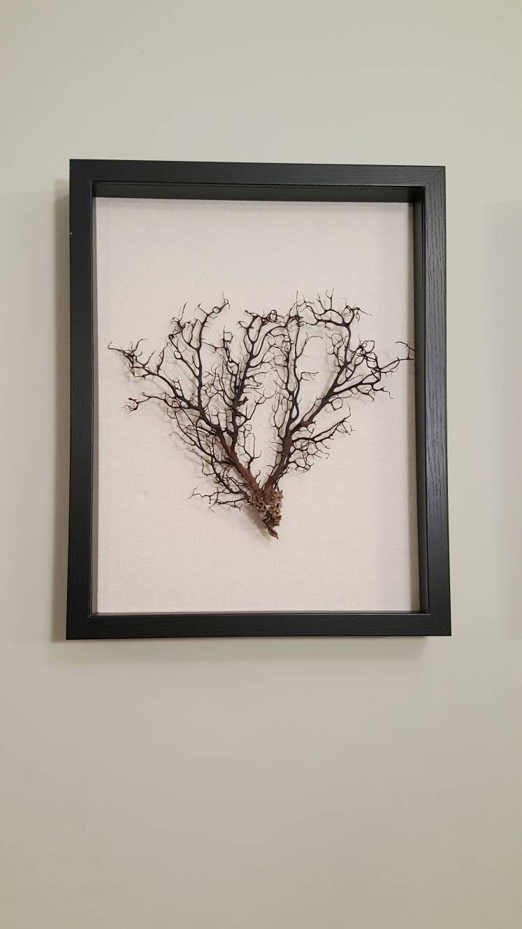 Set of 3 Framed Sea Fansblack Sea Fans Sea Fan Decor Sea - Etsy