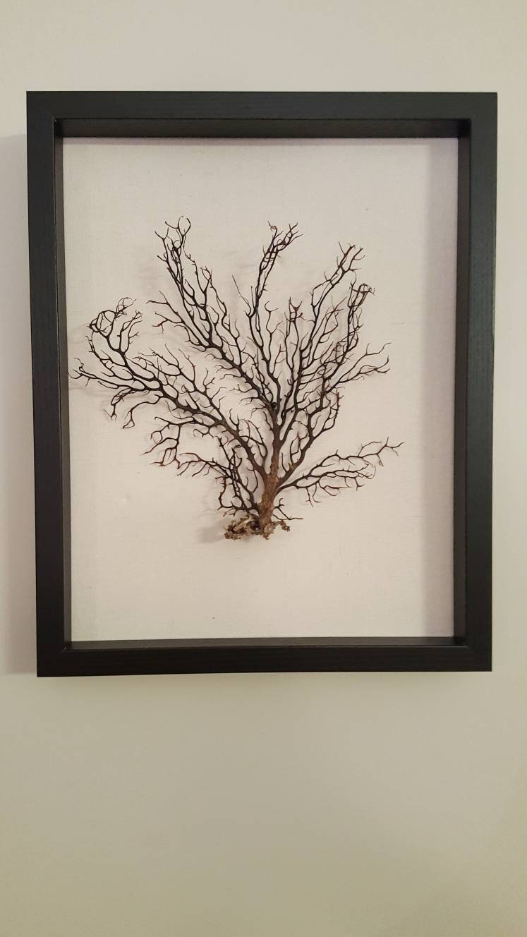 Set of 3 Framed Sea Fansblack Sea Fans Sea Fan Decor Sea - Etsy