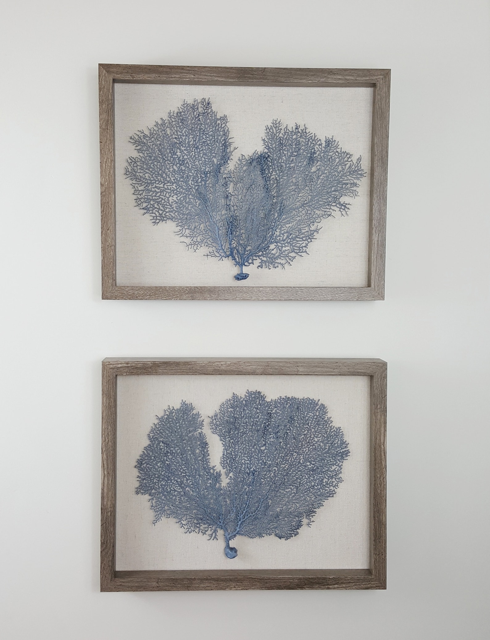 Set of 2 Framed Sea Fans Sea Fan Art Sea Fan Decor Sea | Etsy