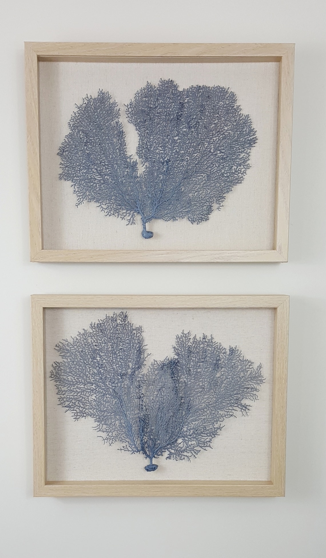 Set of 2 Framed Sea Fans Sea Fan Art Sea Fan Decor Sea | Etsy
