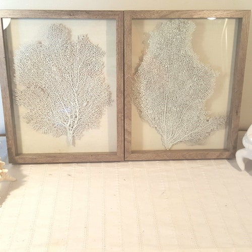 Framed Sea Fan Coral Black Shadowbox - Etsy