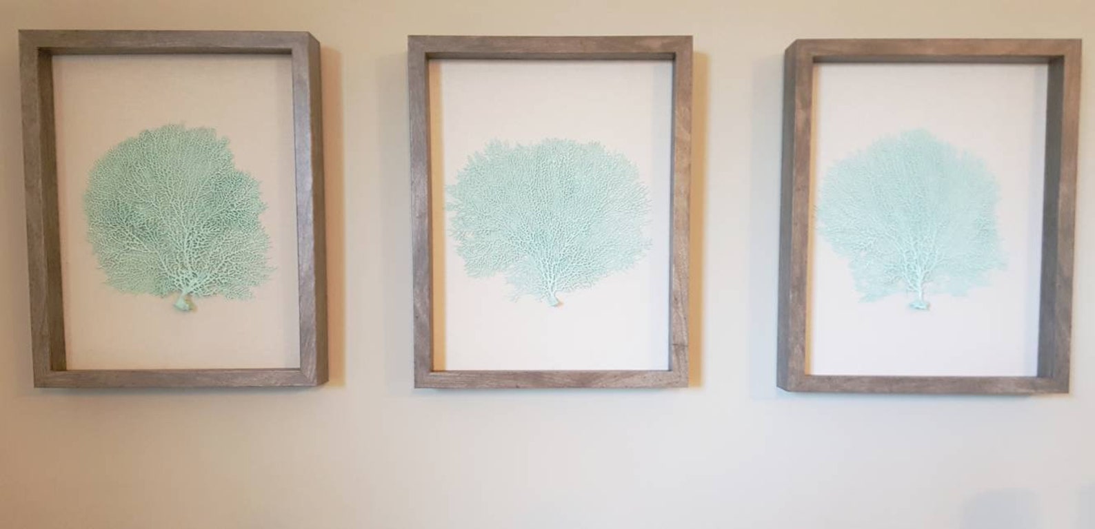 Set of 3 Framed Sea FansSea Foam Sea Fans Sea Fan Decor Sea | Etsy