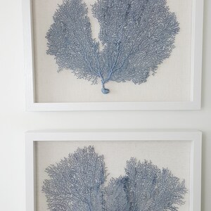 Set of 2 Framed Sea Fans, Sea Fan Art, Sea Fan Decor, Sea Coral, Sea ...