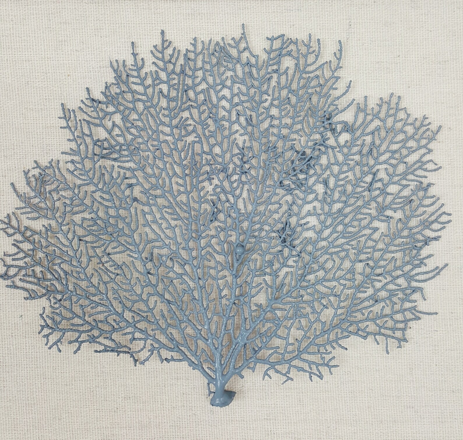 Set of 2 Framed Sea Fans Sea Fan Art Sea Fan Decor Sea - Etsy