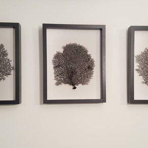 Set of 3 Framed Sea Fans,black Sea Fans, Sea Fan Decor, Sea Fan Art ...