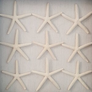 Framed Seashell Gallery Wall Set, Beach Decor, 10" Shadowbox Frames - Etsy