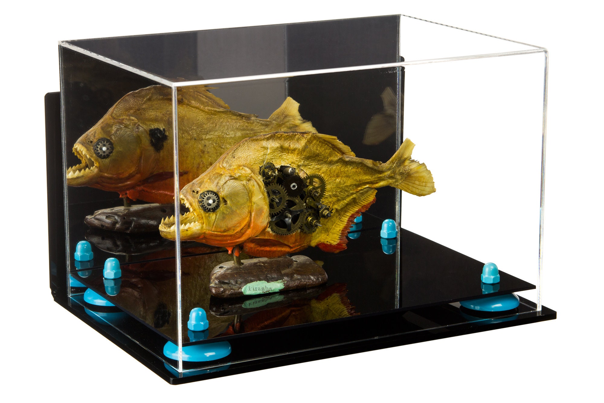 Versatile Acrylic Display Case Medium Rectangle Box With | Etsy