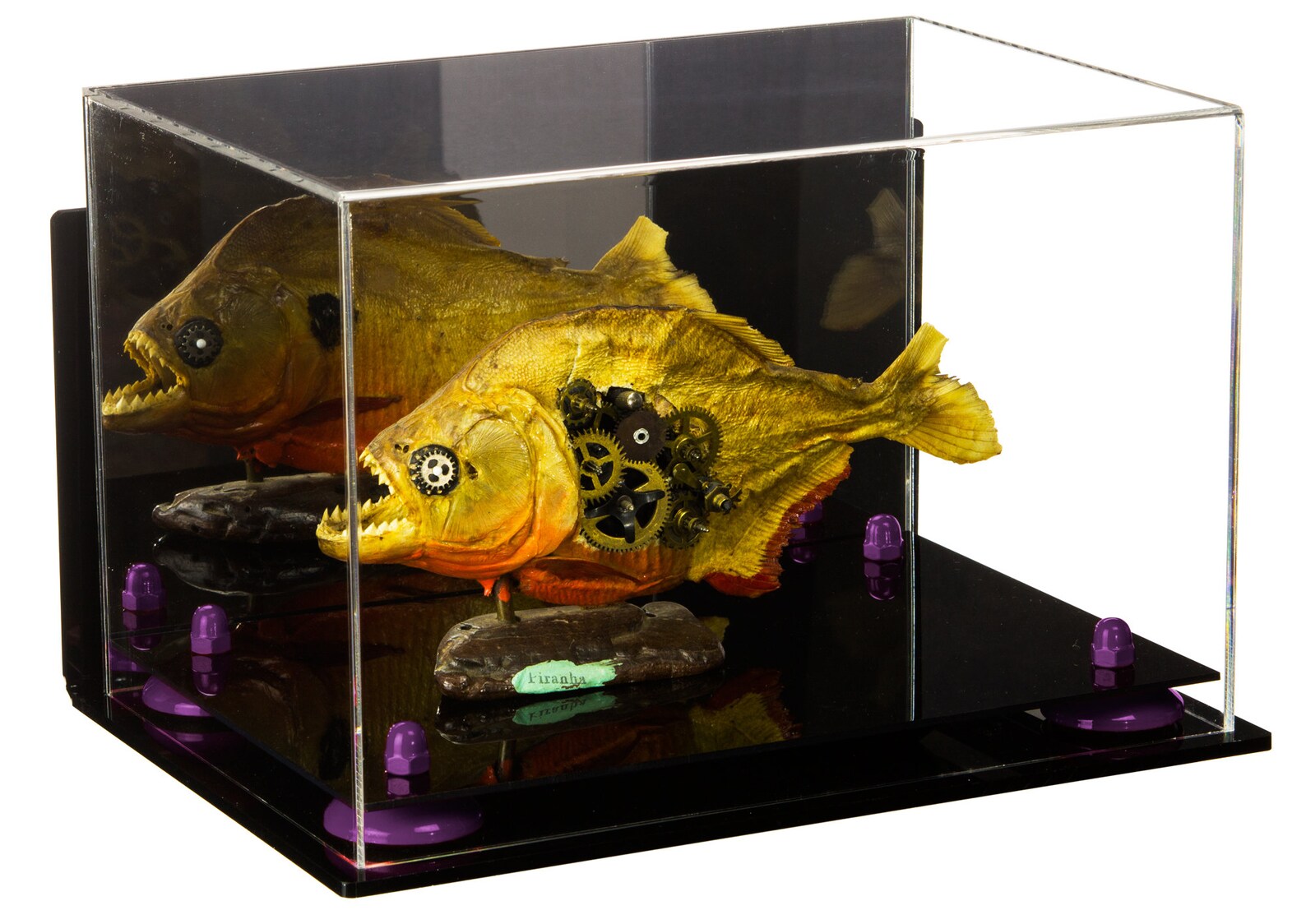 Versatile Acrylic Display Case Medium Rectangle Box With - Etsy