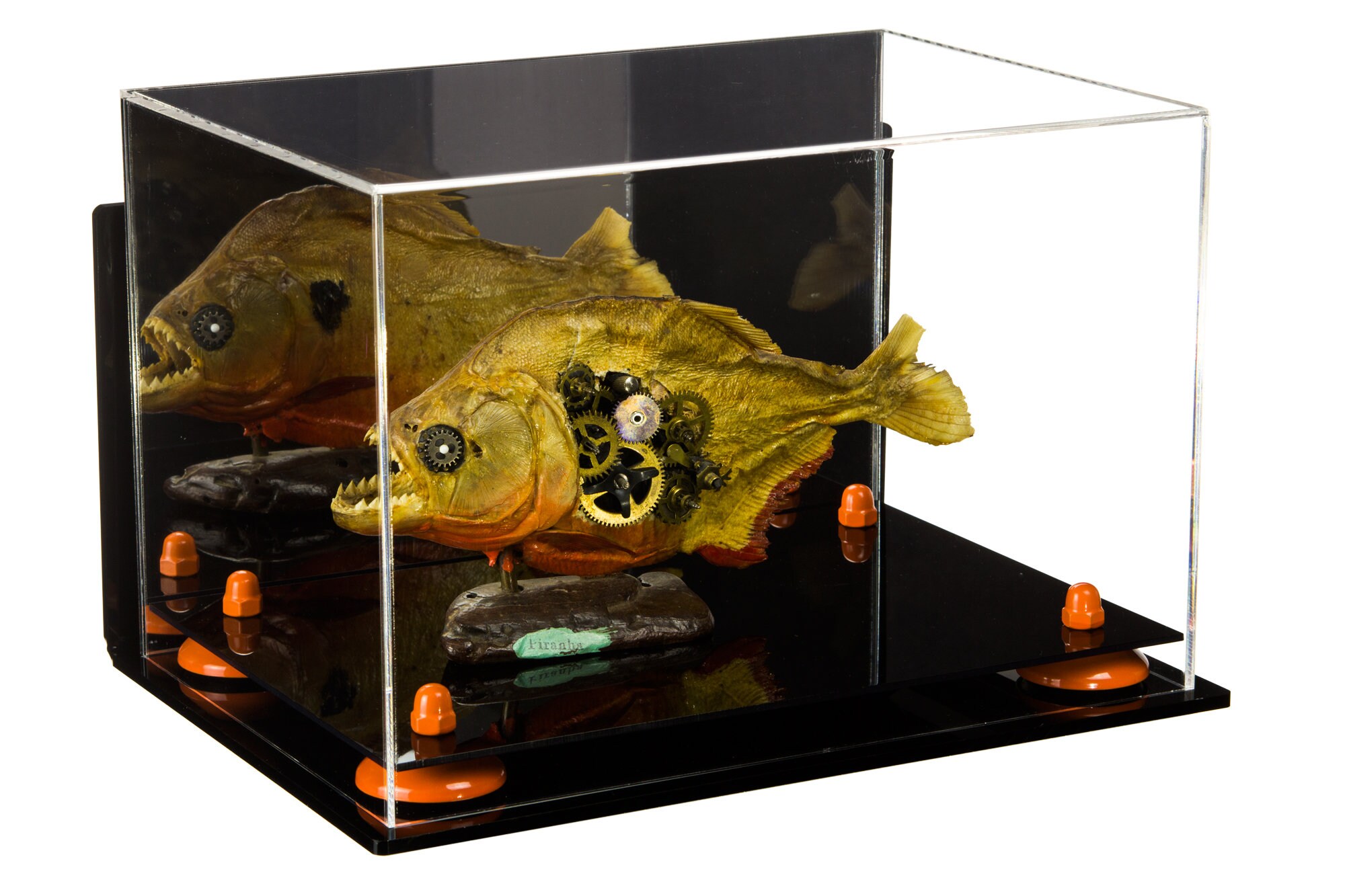 Versatile Acrylic Display Case Medium Rectangle Box With | Etsy