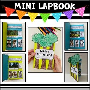 Forest Ecosystems Mini Lapbook and Reading Passage - Etsy