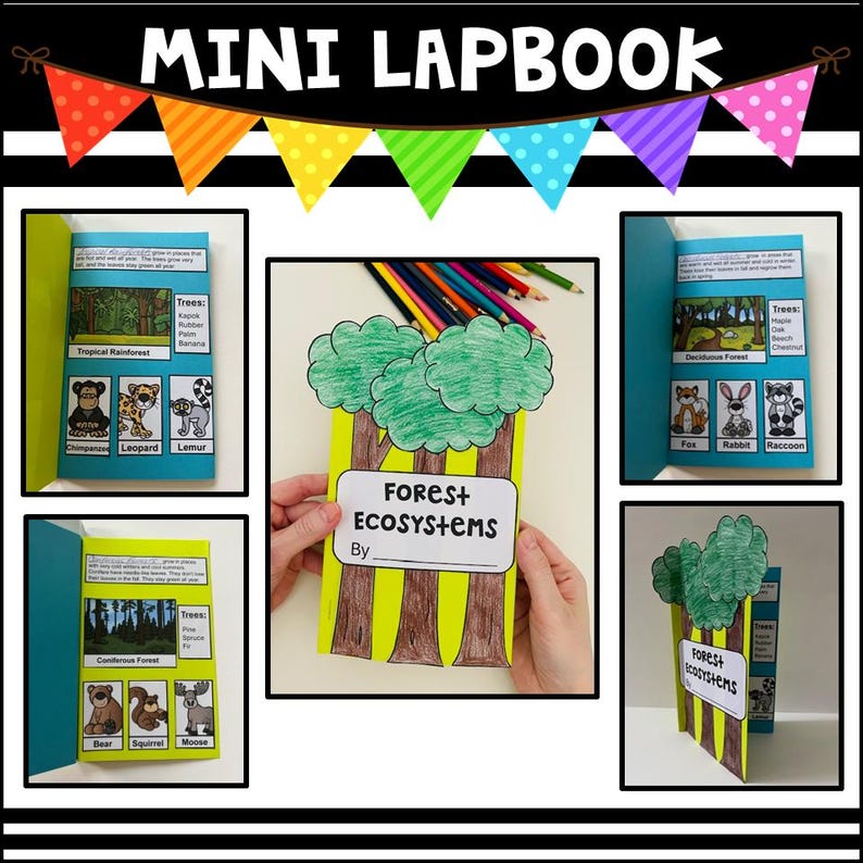 Forest Ecosystems Mini Lapbook and Reading Passage - Etsy