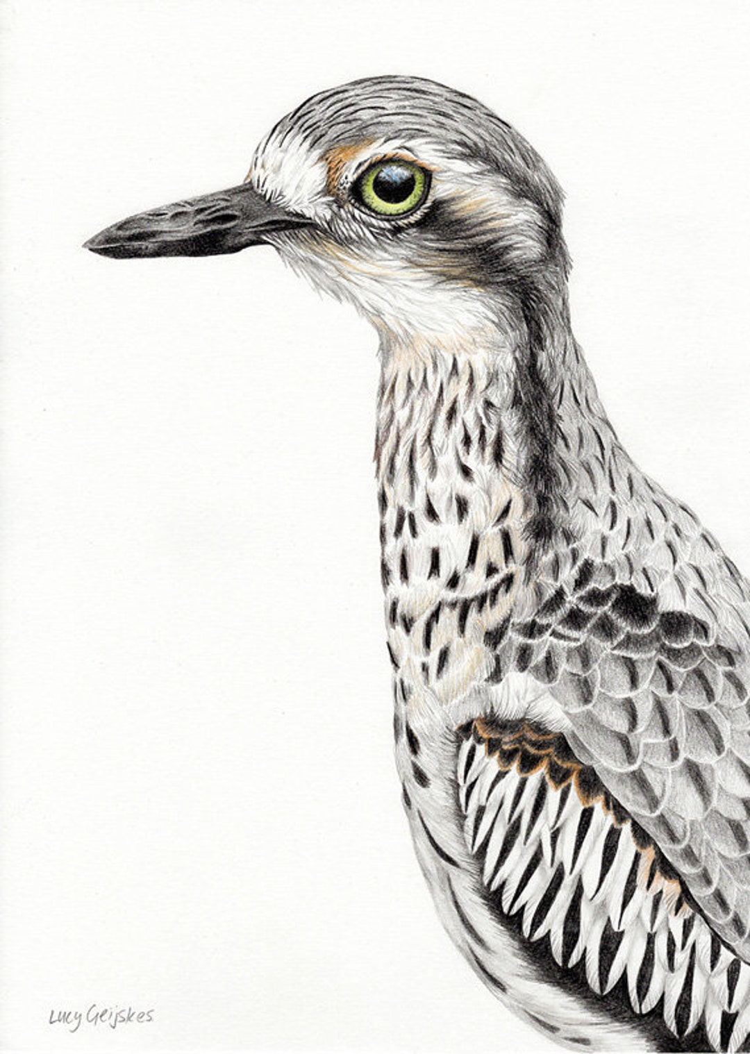 Australian Bush Stone Curlew - A3 Print - Etsy