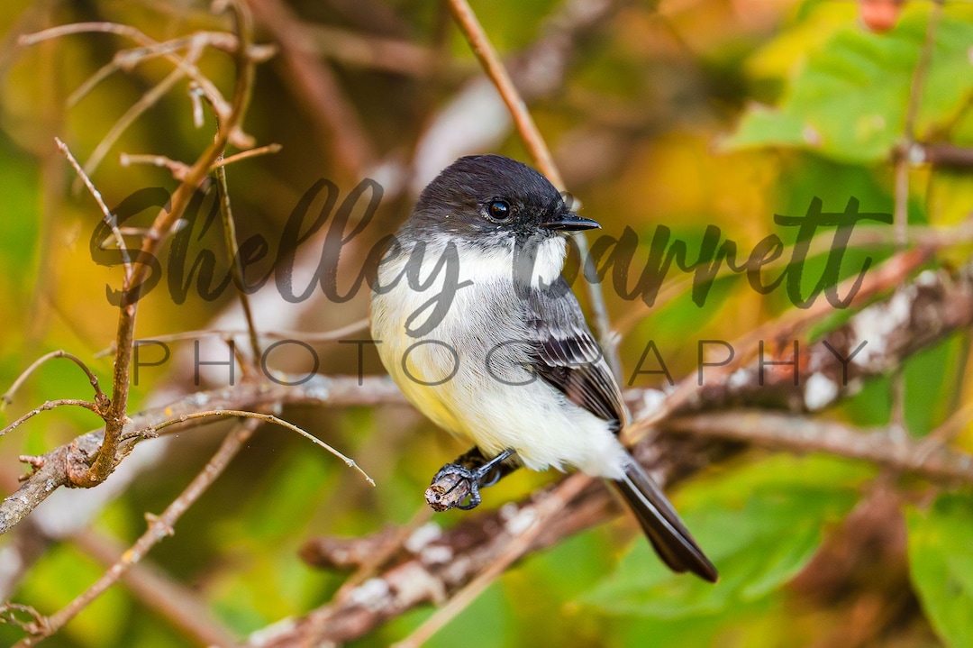 Eastern Phoebe – Digital Bird Photography Download | Phoebe Wall Art - Etsy