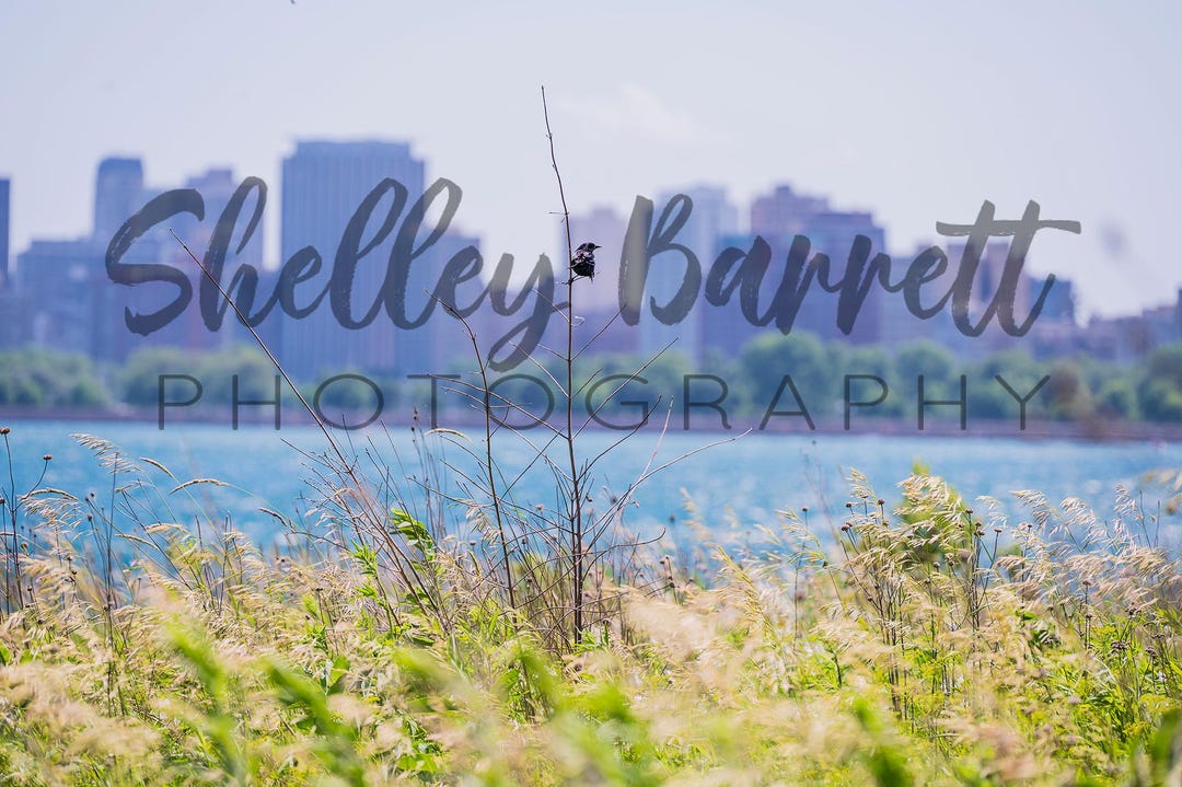 Red-winged Blackbird With Chicago Skyline – Digital Bird Photography ...