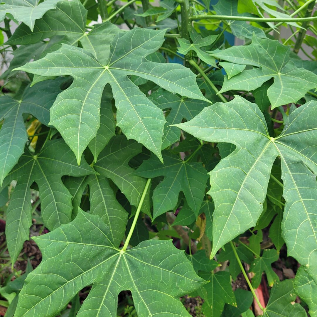 Established Medium Sized Chaya Plant With Minimun 3/4" Stem ...