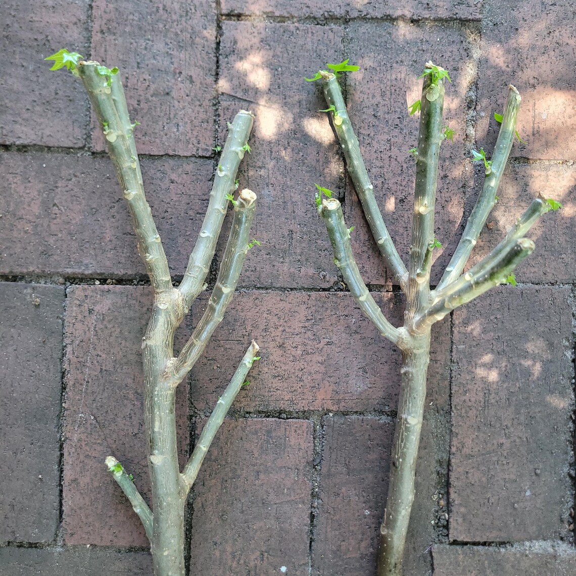 Established Medium Sized Chaya Plant With Minimun 3/4" Stem ...