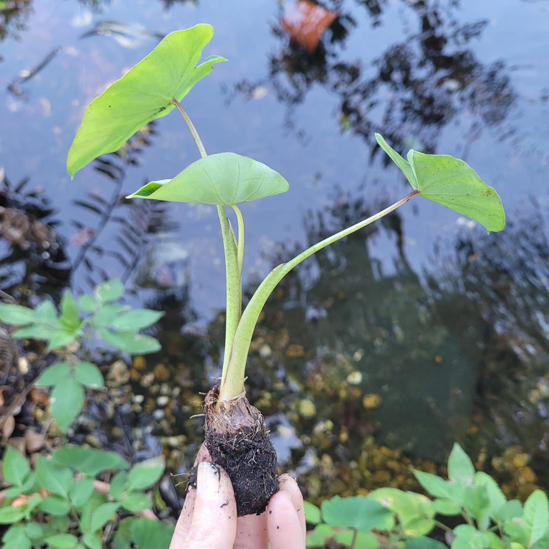 Live Taro Plants - Small Starter Plants - Edible Taro - Colocasia ...