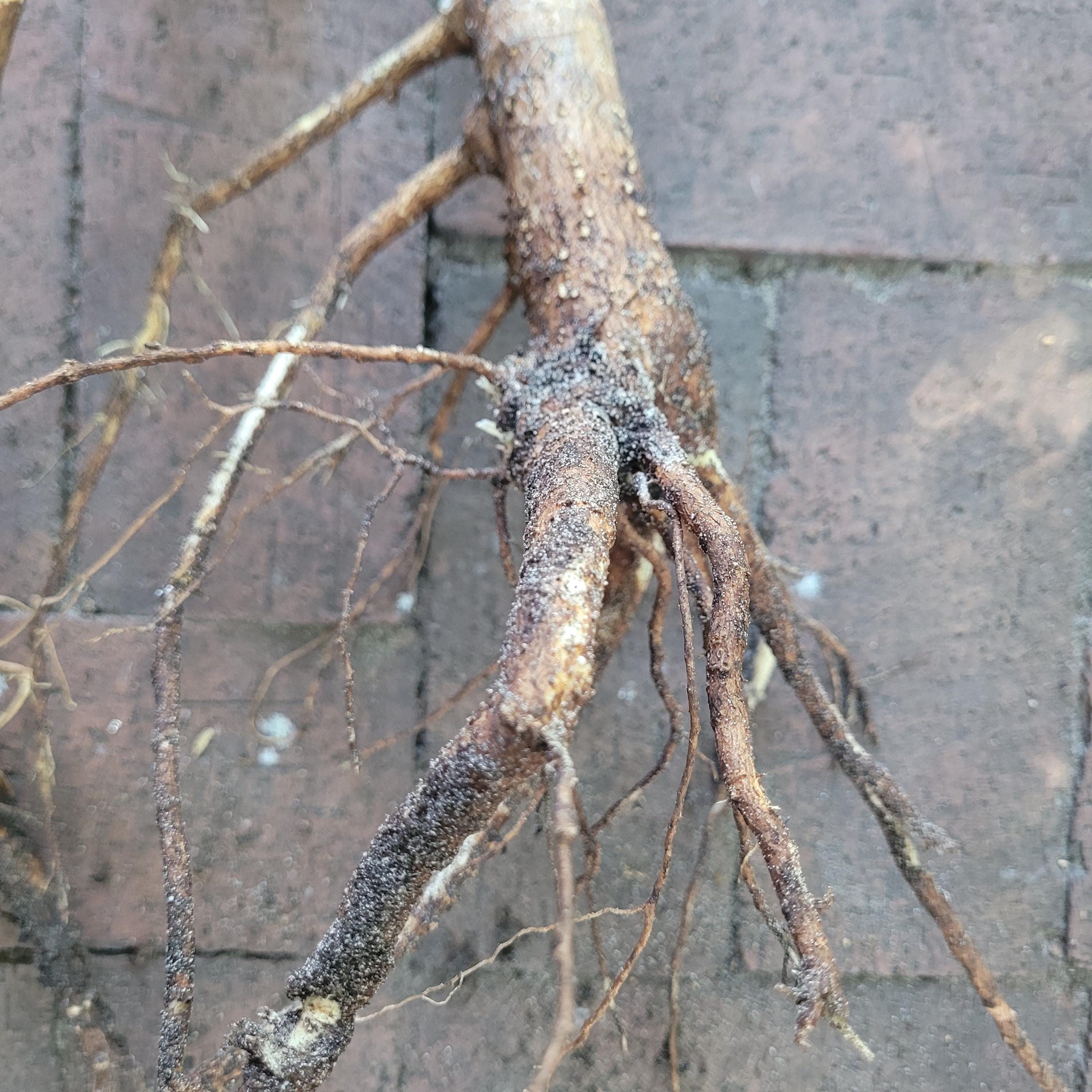 Established Medium Sized Chaya Plant With Minimun 3/4" Stem ...