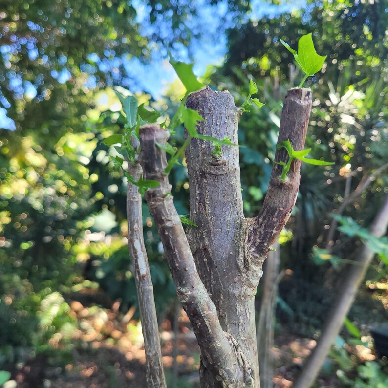 Established Medium Sized Chaya Plant With Minimun 3/4" Stem ...