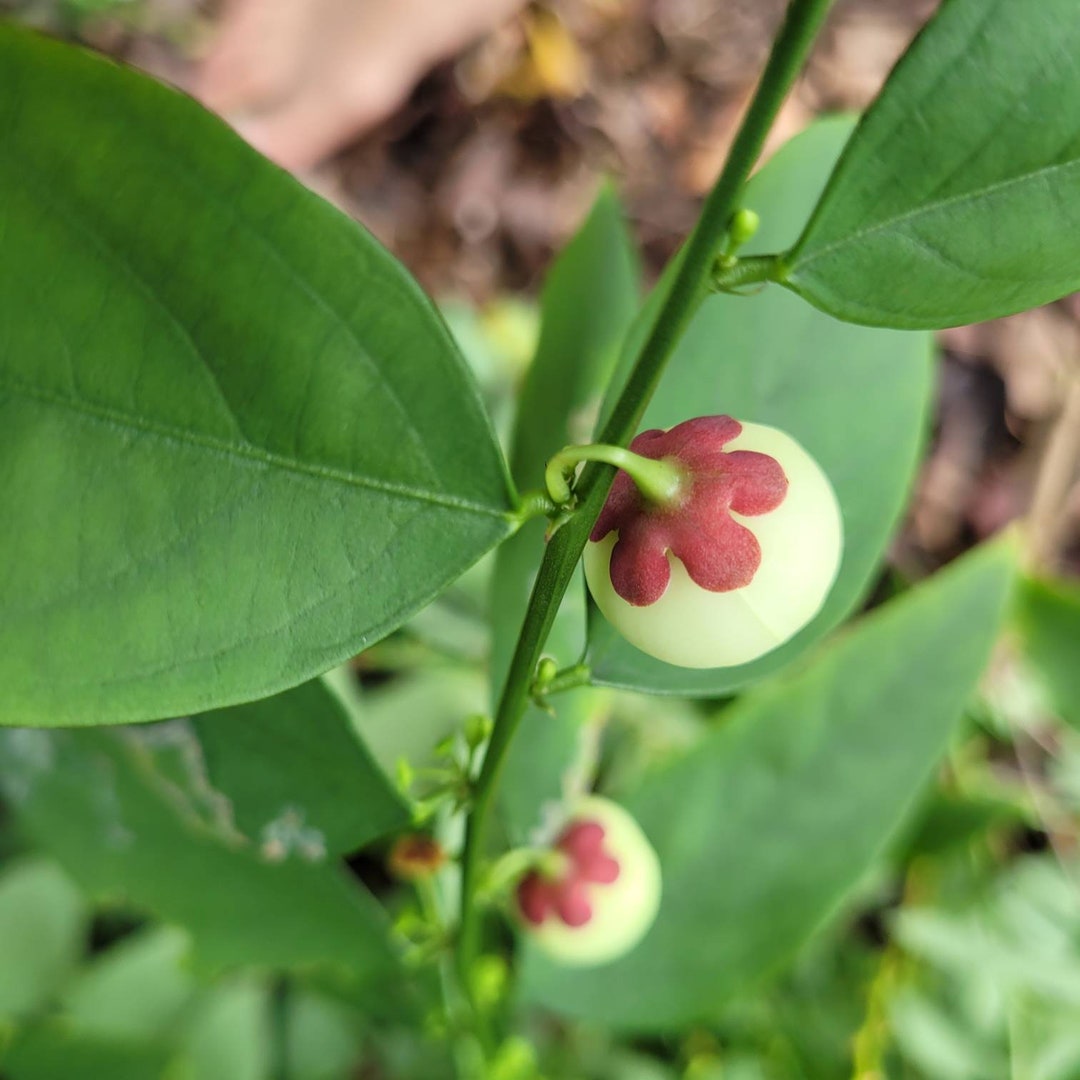 Katuk - Sweetleaf - Star Gooseberry - Sauropus Androgynus. Live Plant ...