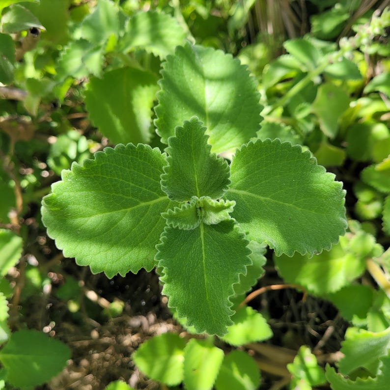 Cuban Oregano - Coleus Amboinicus Syn, Plectranthus Amboinicus. Mexican ...