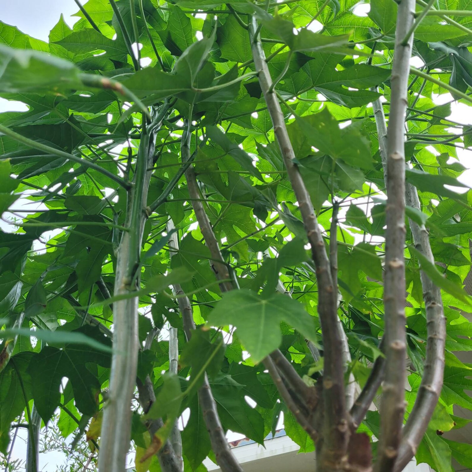 Established Medium Sized Chaya Plant With Minimun 3/4" Stem ...