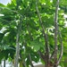 Established Medium Sized Chaya Plant With Minimun 3/4" Stem ...