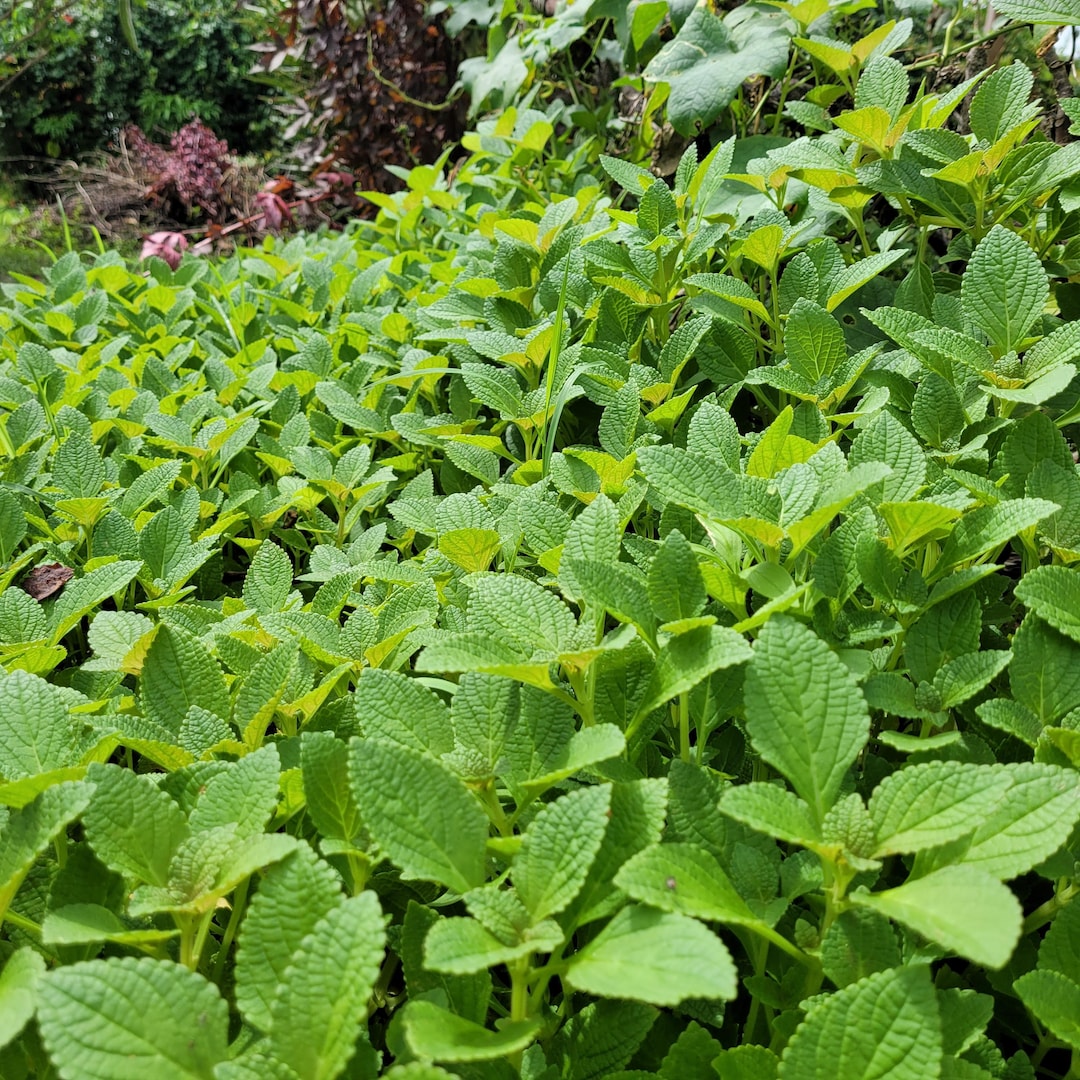 FOUR African Potato Mint Plants. Plectranthus Rotundifolius Syn. Coleus ...