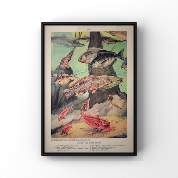 British Offshore Fishes of the Ocean Print Antique Style | Etsy