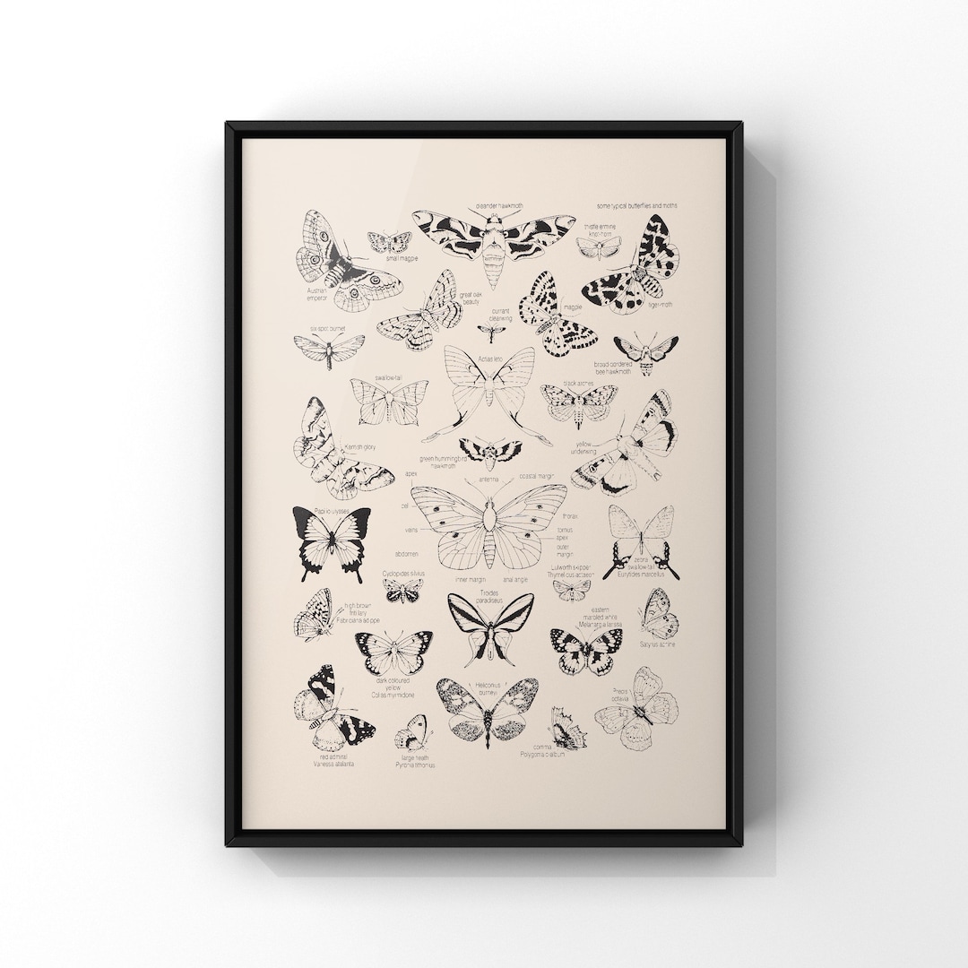 Vintage Butterfly Outline Illustration Poster Print, Vintage ...