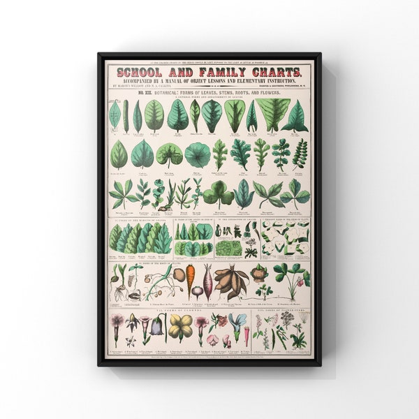 Botanical Classroom - Etsy UK
