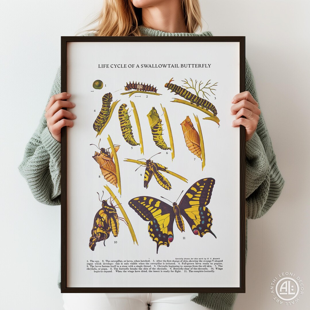Life Cycle of a Swallowtail Butterfly Wall Art – Yellow Black Butterfly ...