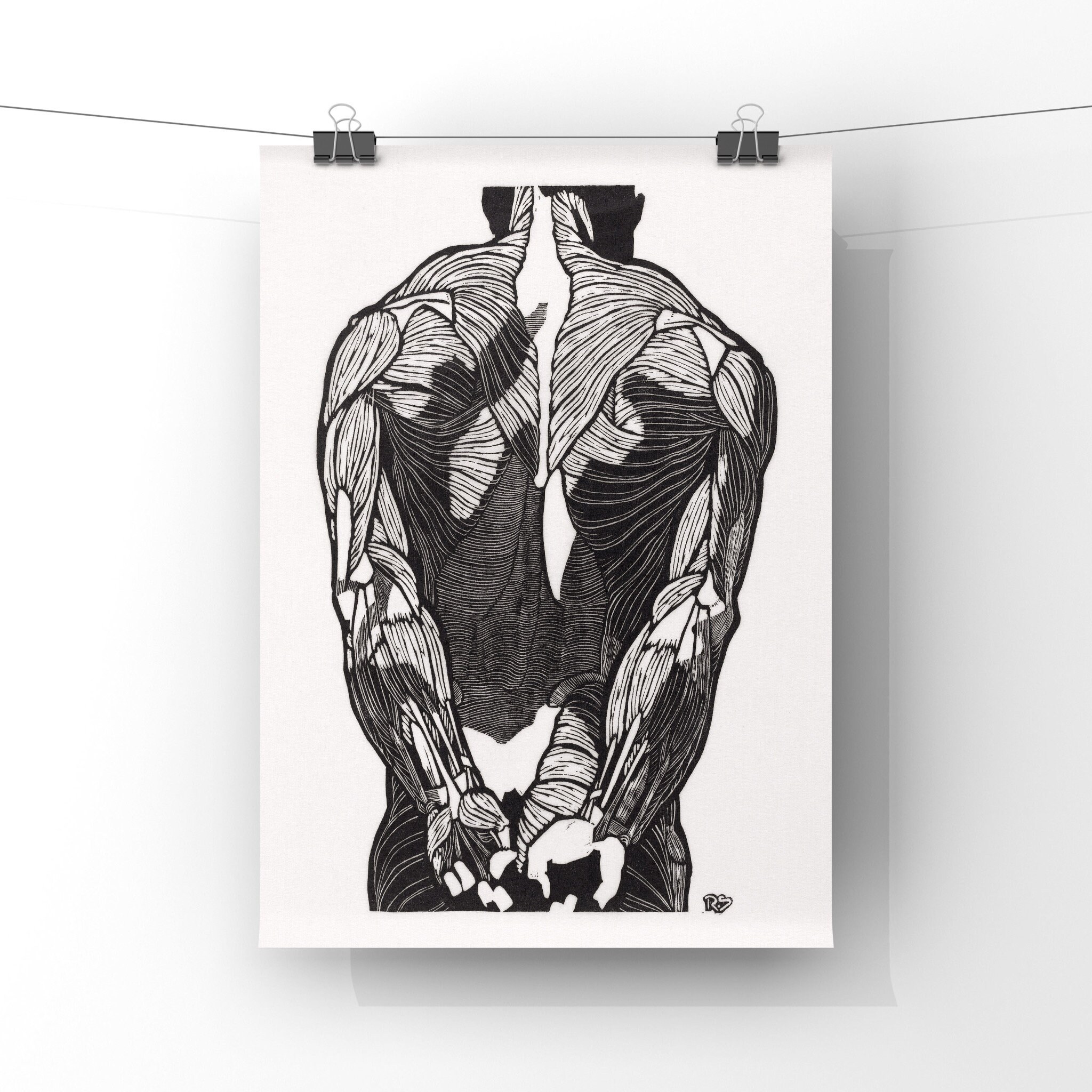 Anatomical Study of a Man's Back Muscles by Reijer Stolk - Etsy
