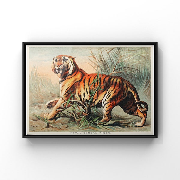 Royal Bengal Tiger Poster - Etsy