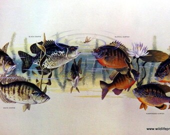 Panfish Art - Etsy