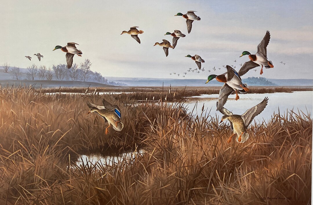 Maynard Reece Stoney Lake Mallards S/N Duck Art 19 X 12.5 Print - Etsy