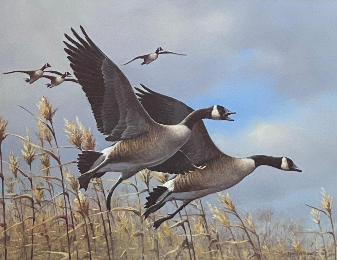 Gary Moss Cane Break Canada Geese S/N Art Print 14.5 X 11 - Etsy