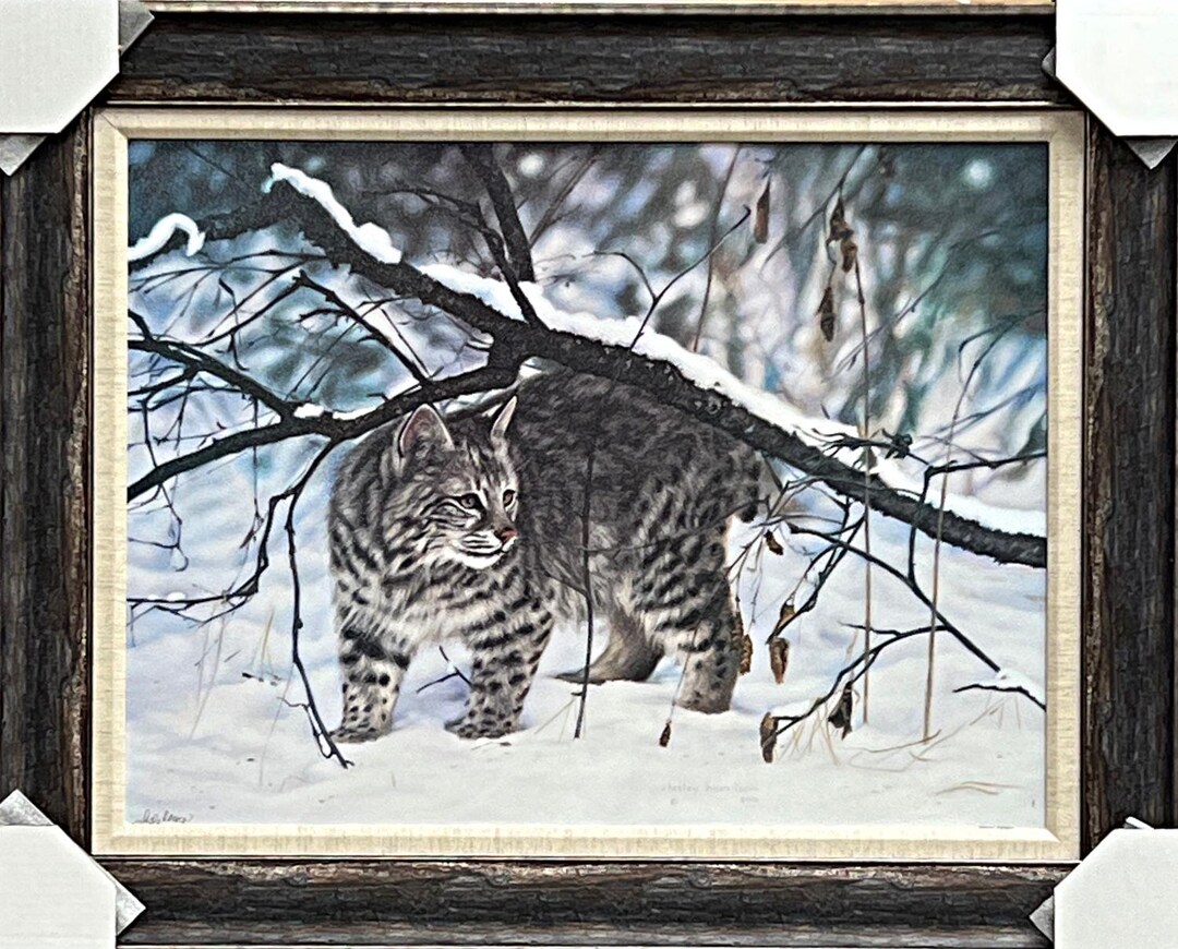 Lesley Harrison Bobcat S/N Art Print-framed 30.5 X 24.5 - Etsy