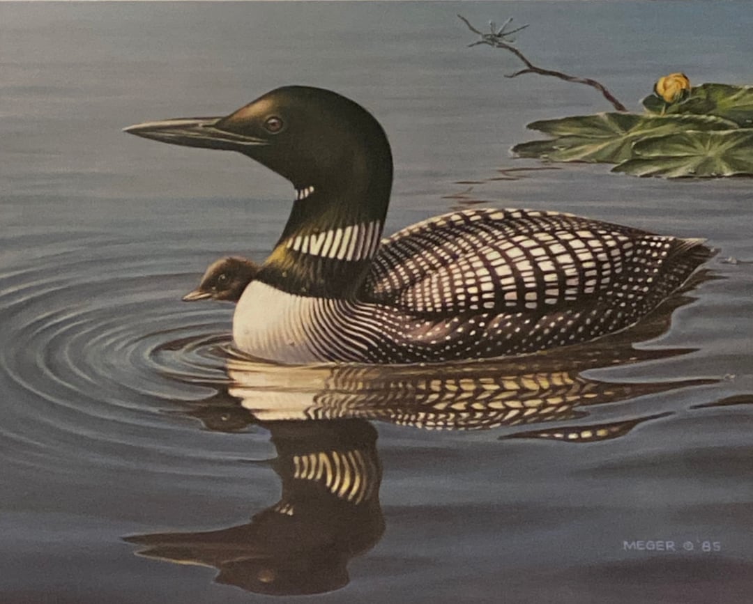 James Meger Limited Edition Art Print Apron Strings-common Loons S/N ...