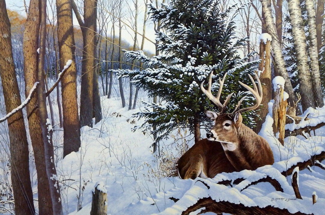 Mirrored Image Deer Buck Print by Robert Schmidt Image Size 28.5 X 19 ...