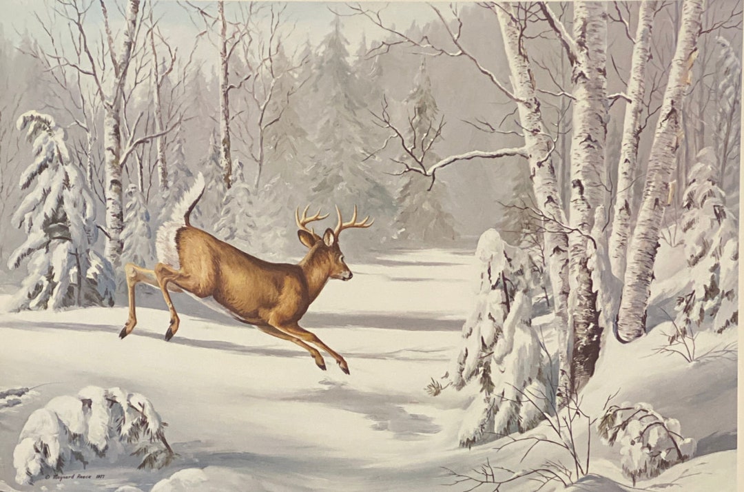 Maynard Reece Signed/numbered Art Print New Snow-whitetail Deer With ...