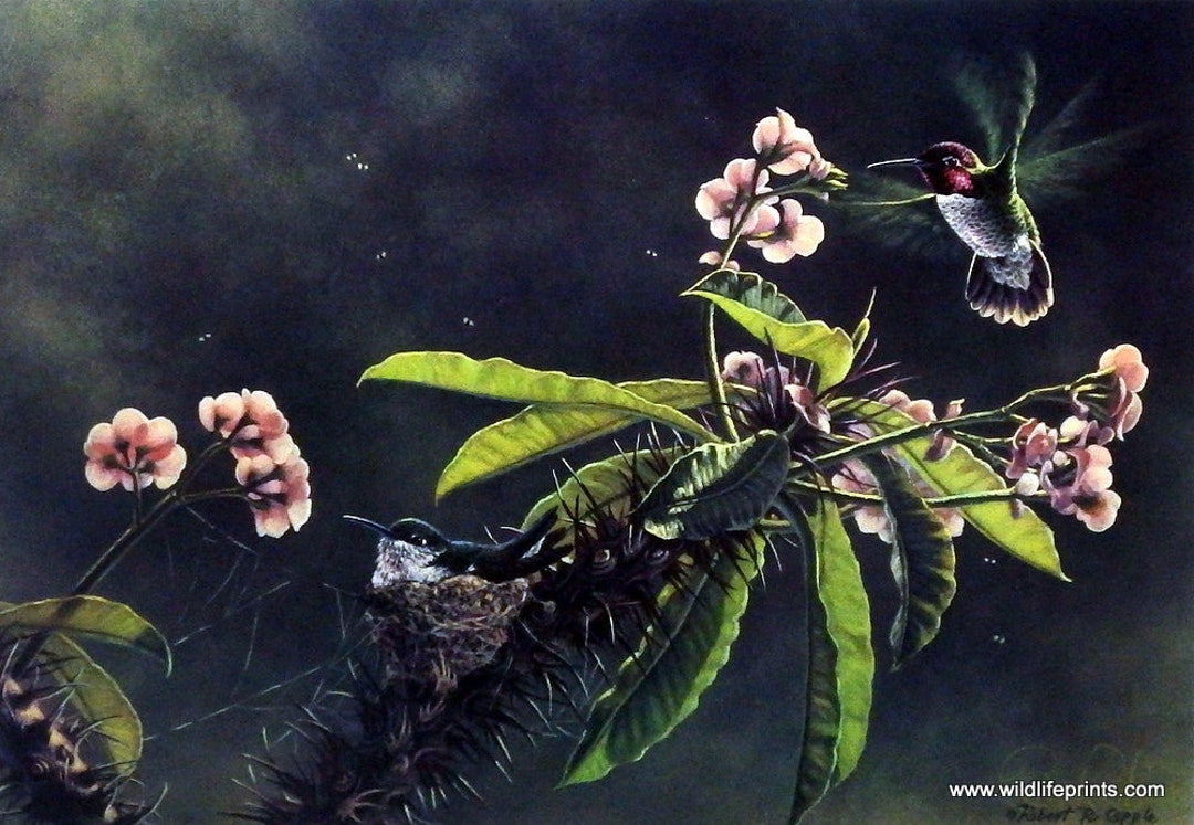 The Promise of Spring Hummingbird Art Print by Robert Copple 15" X 10.5 ...