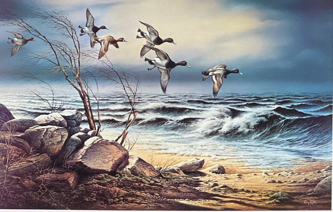 Terry Redlin Bluebill Point 1983 DU Duck Art Print 25 X 16 - Etsy